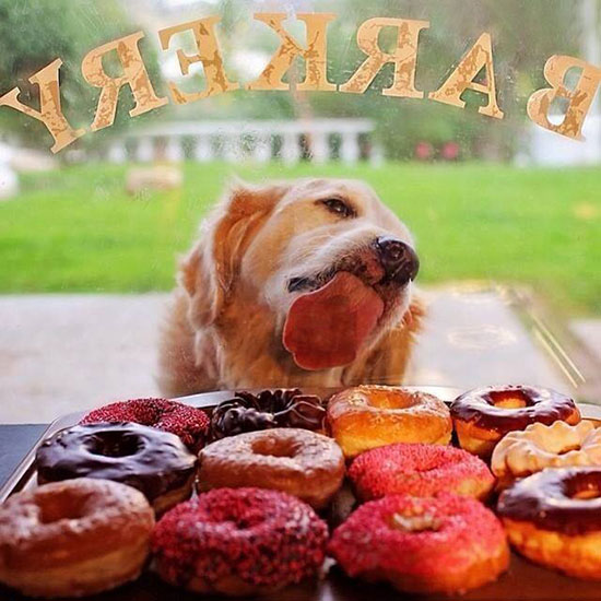 So close... I can almost taste it! - FunnyWorm